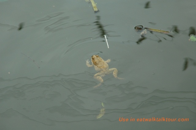 8 ways of making merit in Bangkok | Walking & Food tour